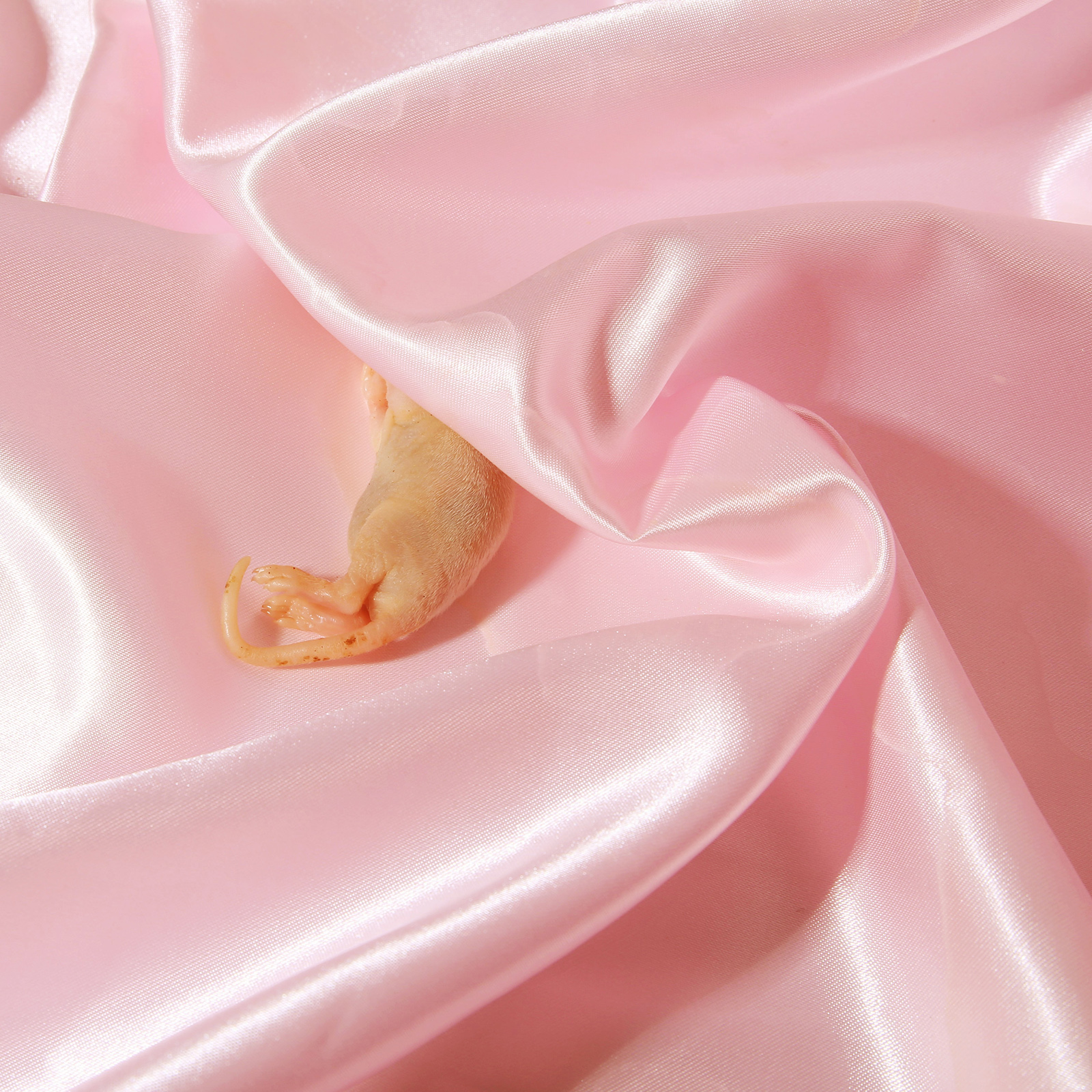 Little Pink Box I